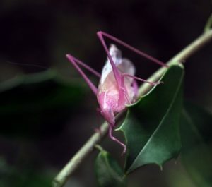Audubon Butterfly Garden and Insectarium to close Canal St. location ...